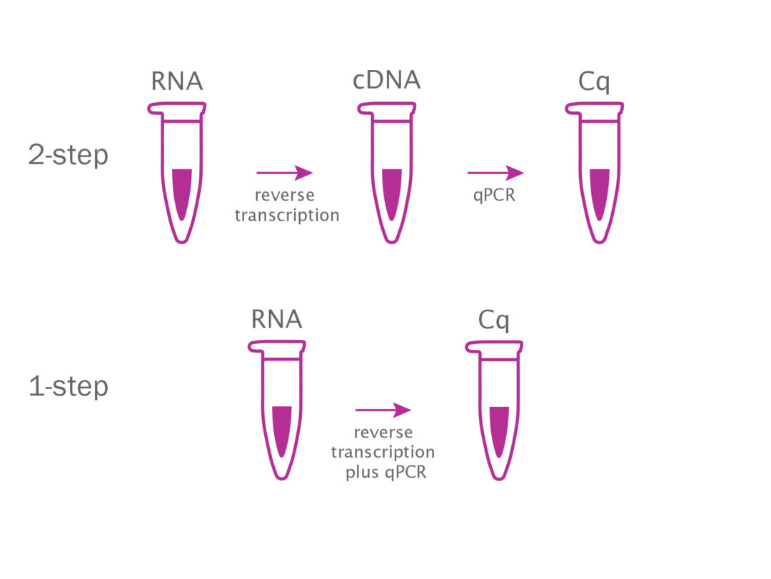 Tips & Tricks: Choosing 1-step or 2-step RT-qPCR - PCR Biosystems