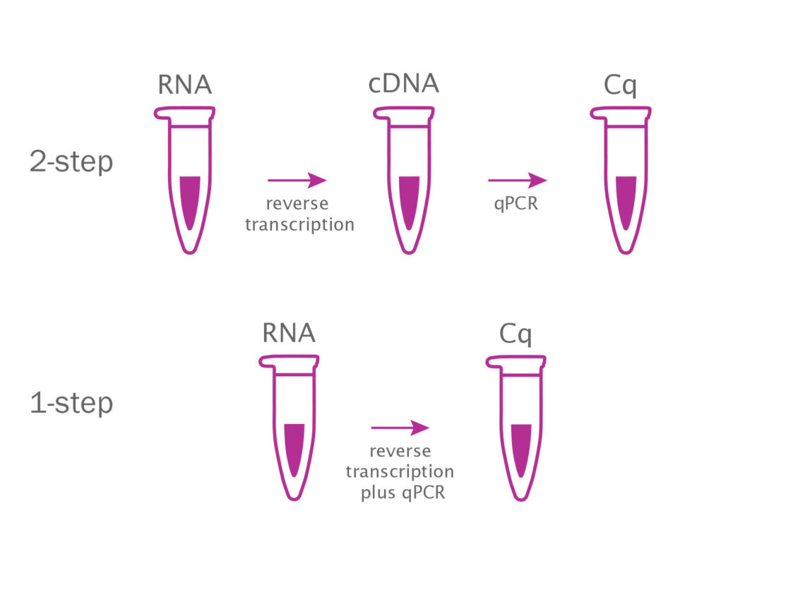 Tips & Tricks: Choosing 1-step or 2-step RT-qPCR - PCR Biosystems