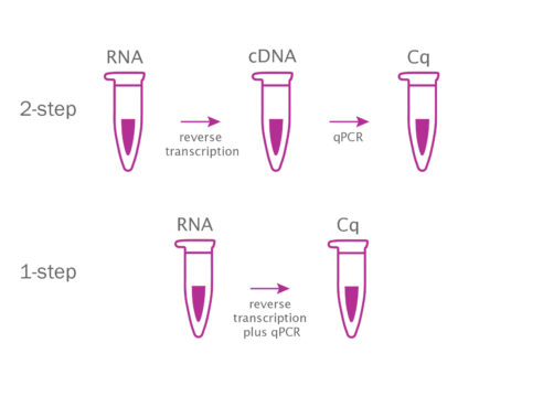 Tips & Tricks: Choosing 1-step or 2-step RT-qPCR - PCR Biosystems