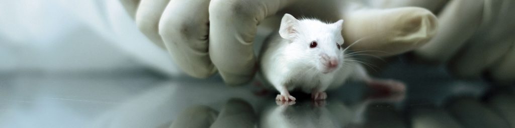 Mouse Genotyping PCR | PCR Biosystems