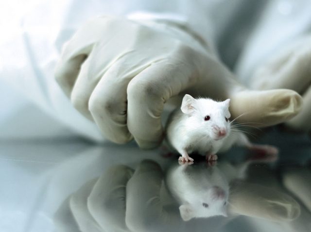 Mouse Genotyping PCR | PCR Biosystems