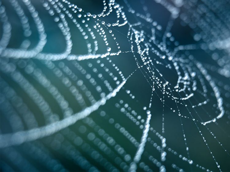 Site Directed Mutagenesis | PCR Biosystems