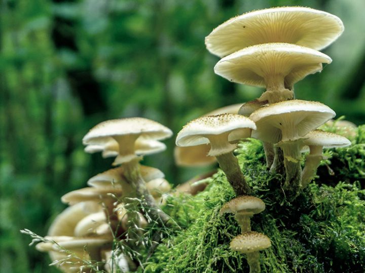 TA Cloning - Cloning PCR Products | PCR Biosystems