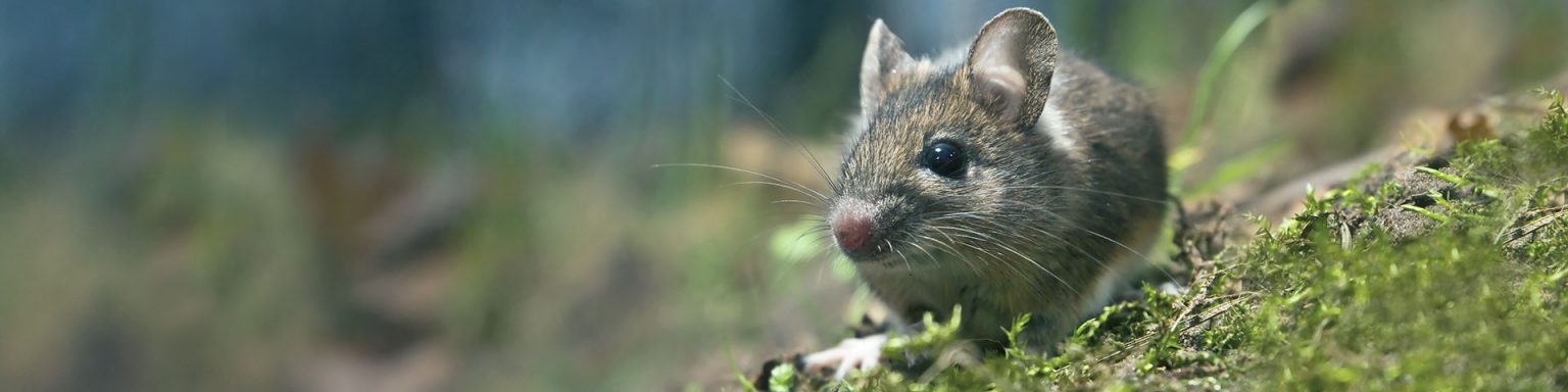DNA Extraction, Mouse Tail Clip & Ear Punch | PCR Biosystems