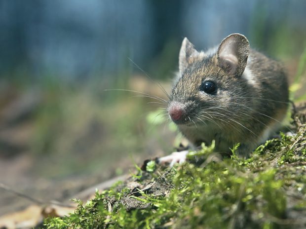 DNA Extraction, Mouse Tail Clip & Ear Punch | PCR Biosystems