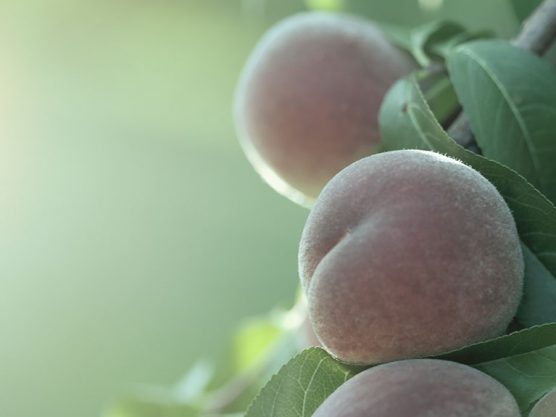 Genotyping, DNA Sequence Identification | PCR Biosystems