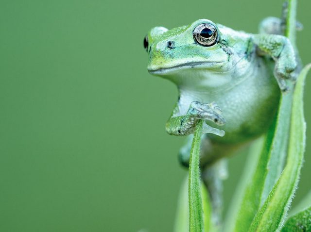 Multiplex qPCR - PCR Biosystems