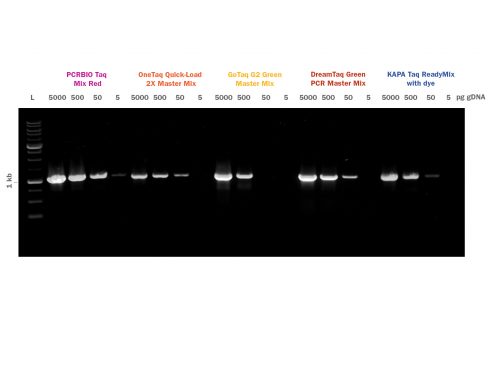 PCRBIO Taq DNA Polymerase & Mixes | PCR Biosystems