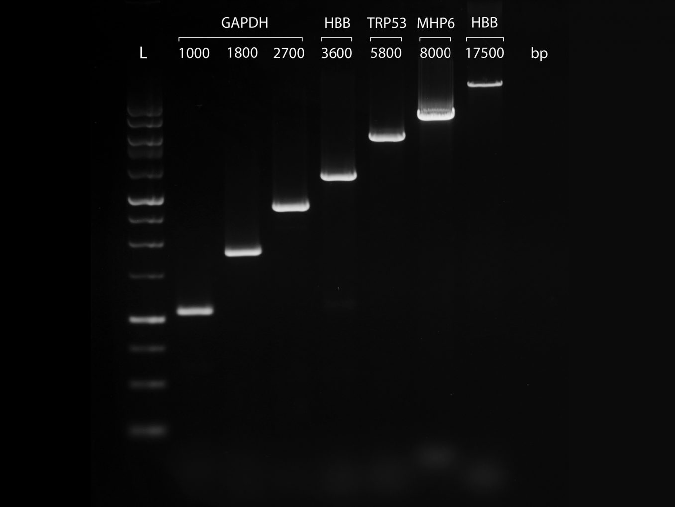 VeriFi® Hot Start Polymerase & Mixes | PCR Biosystems