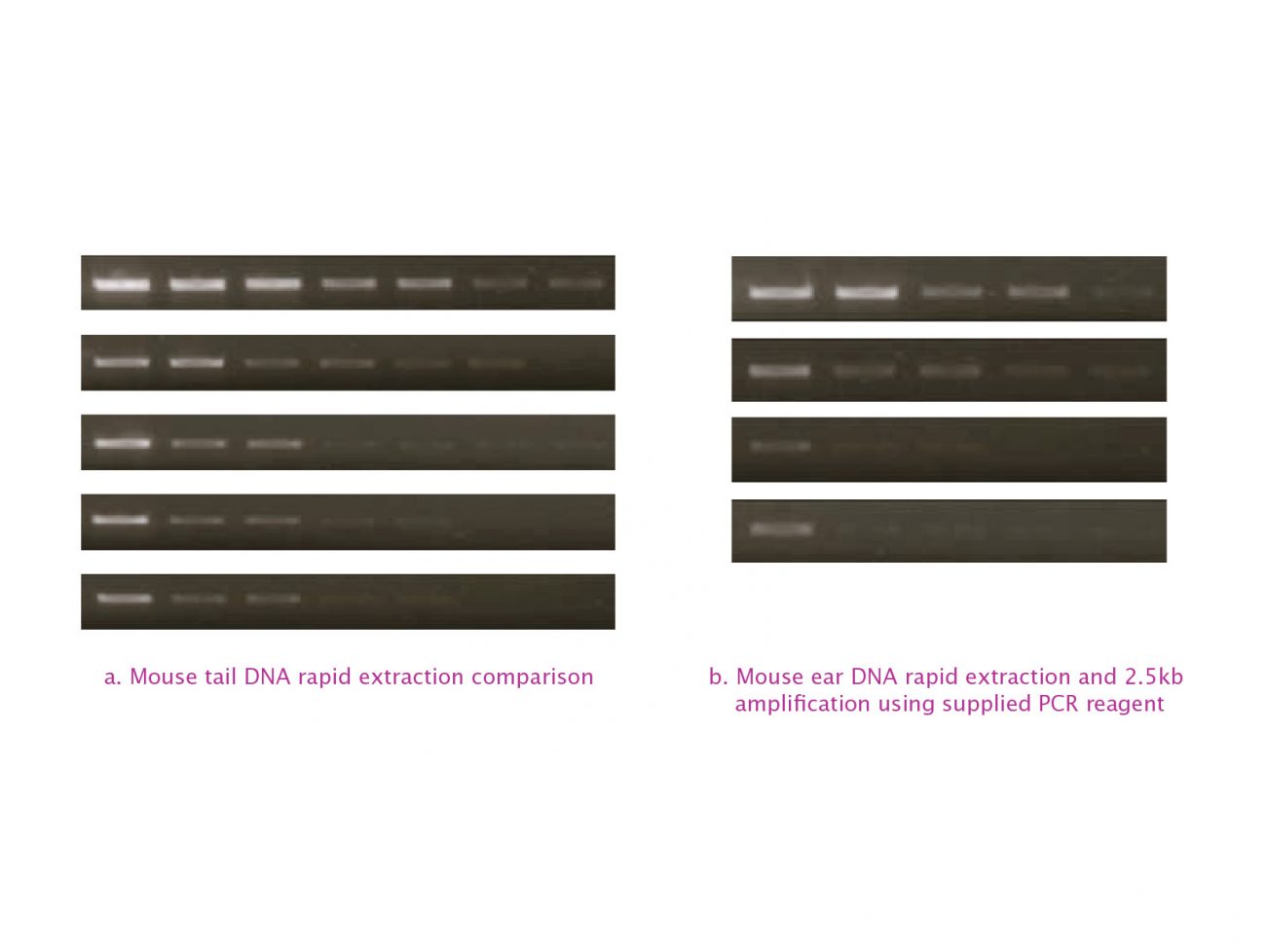 PCRBIO Rapid Extraction PCR Kit | PCR Biosystems