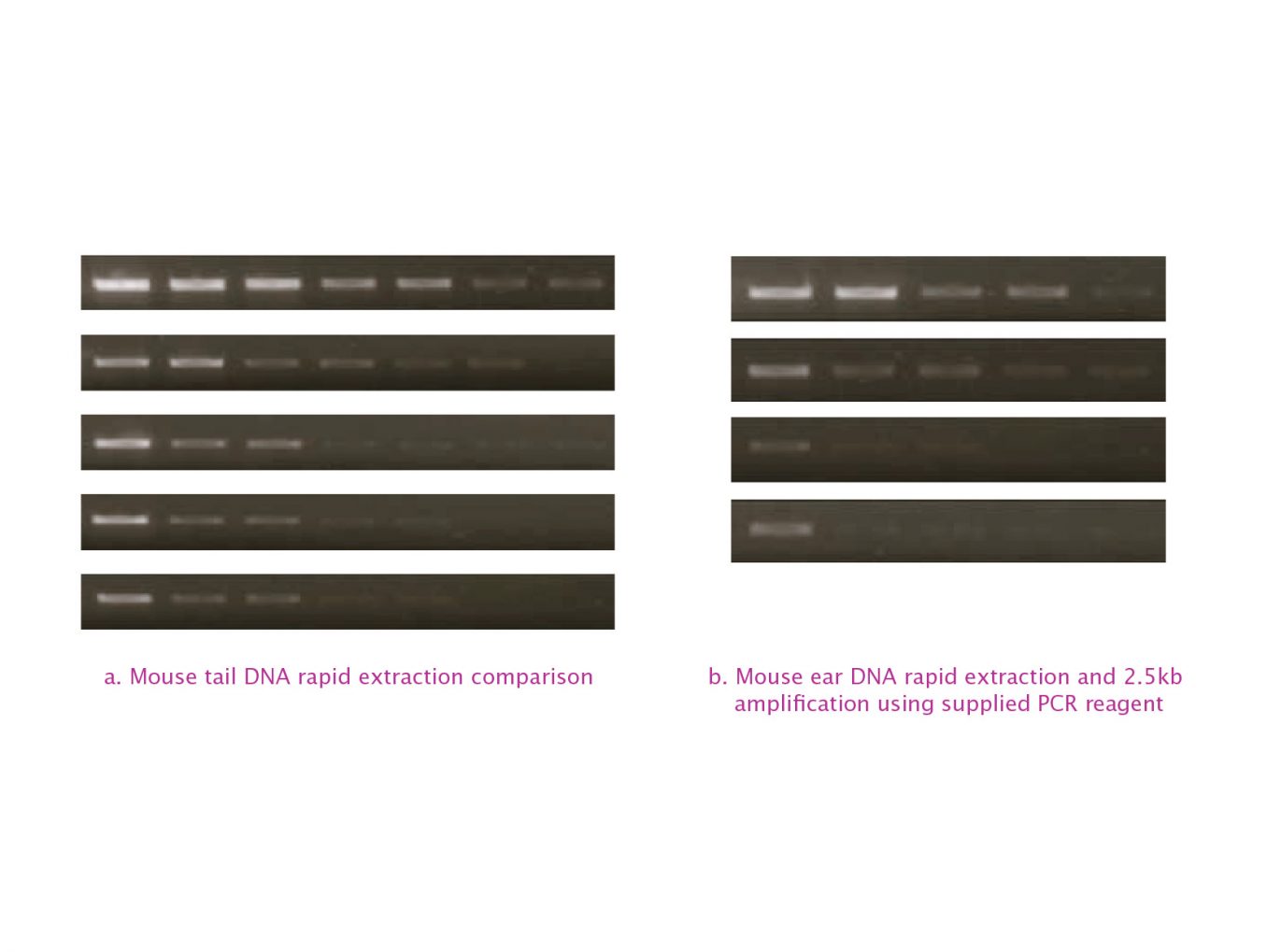 PCRBIO Rapid Extraction PCR Kit | PCR Biosystems