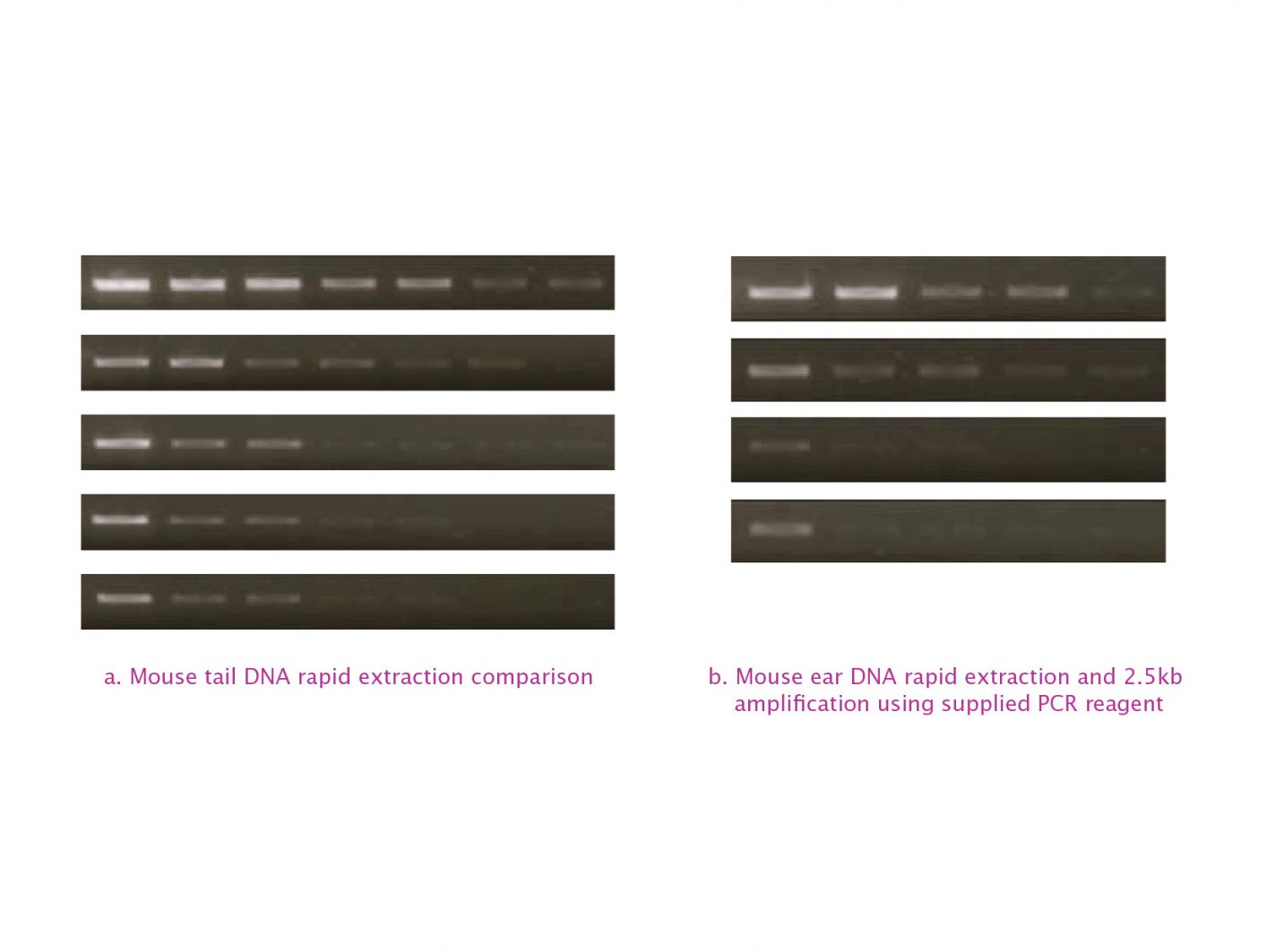PCRBIO Rapid Extraction PCR Kit | PCR Biosystems