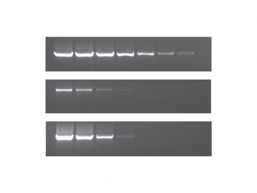 PCRBIO Taq DNA Polymerase & Mixes - PCR Biosystems