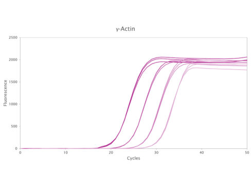 Clara® Inhibitor-Tolerant Probe & Probe 1-Step Mixes - PCR Biosystems