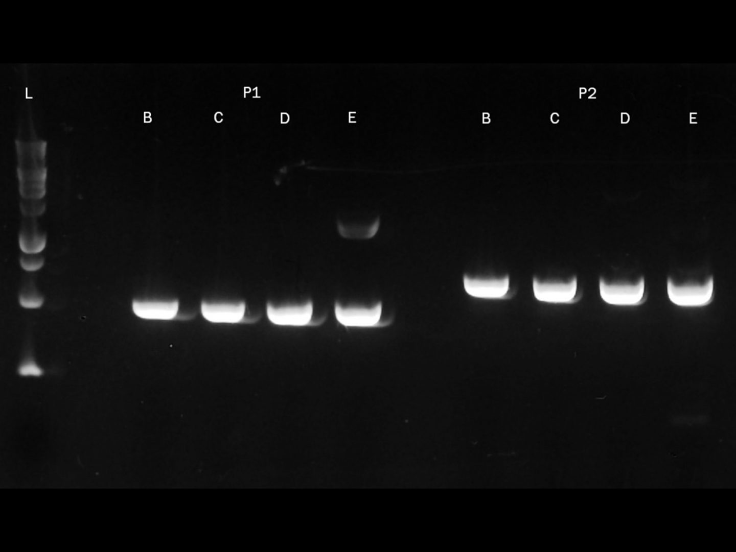 PCRBIO Ultra Polymerase & Mixes | PCR Biosystems